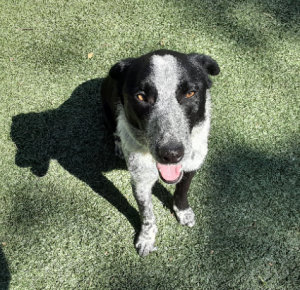 Home - Northern California Border Collie Rescue & Adoptions