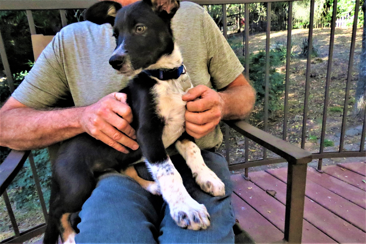 Home - Northern California Border Collie Rescue & Adoptions