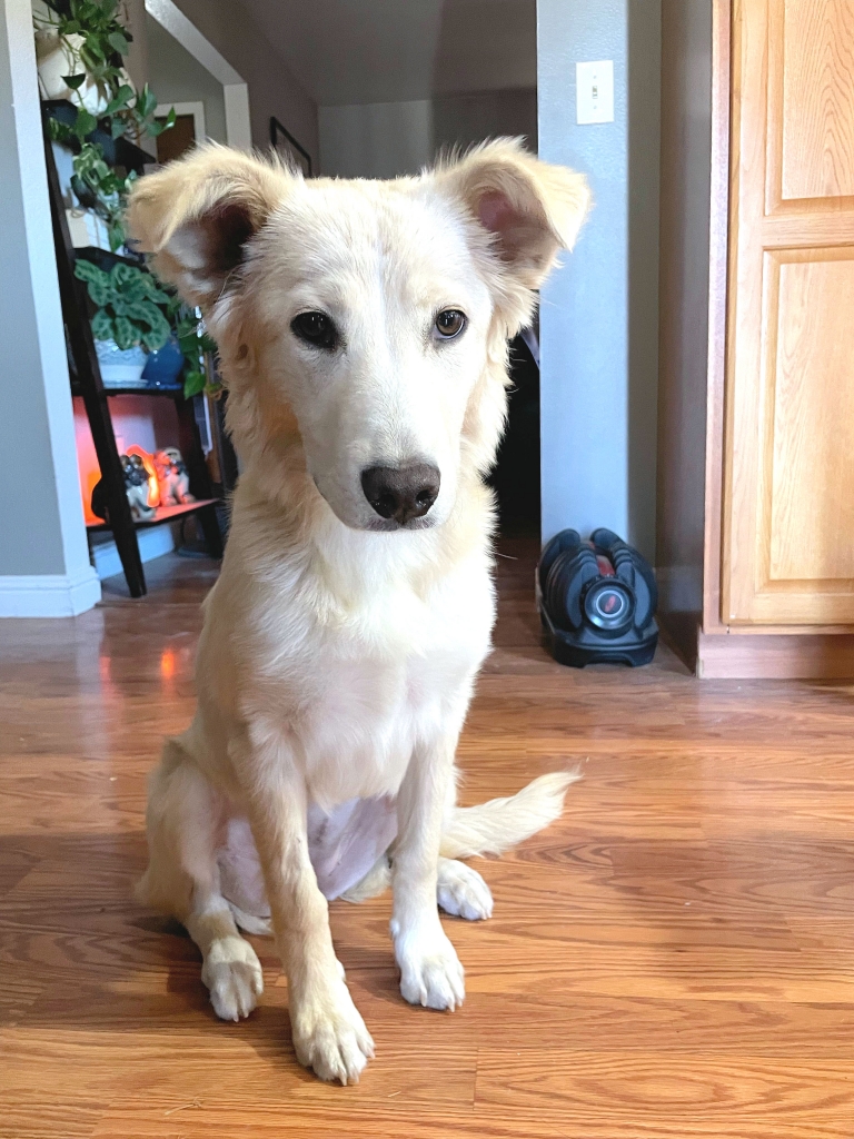 Home - Northern California Border Collie Rescue & Adoptions