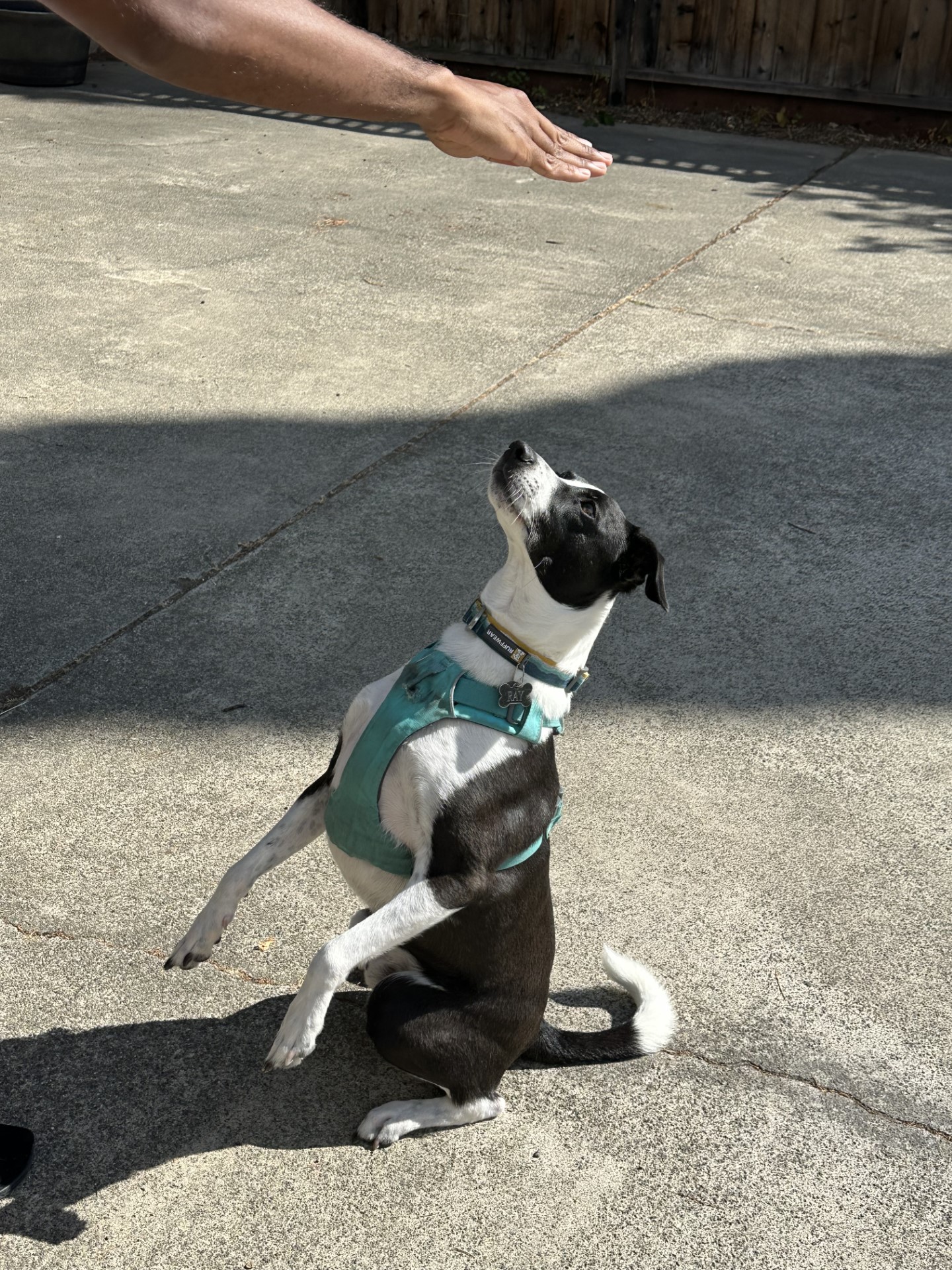 By Owner - Northern California Border Collie Rescue & Adoptions